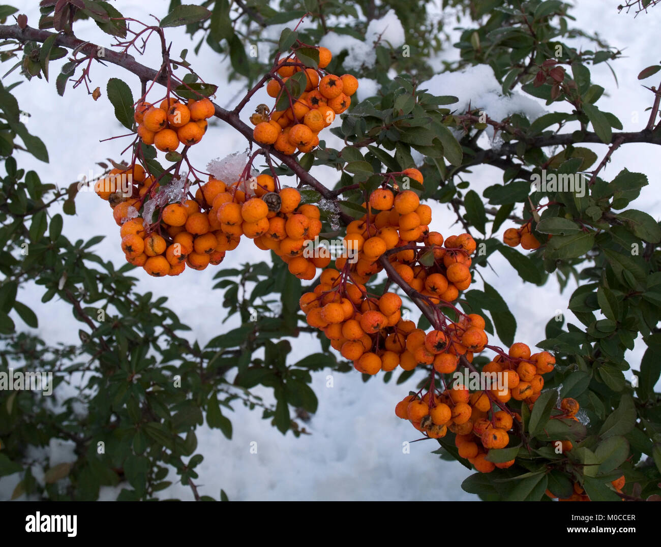 Pyracantha berry shrub in winter Stock Photo - Alamy