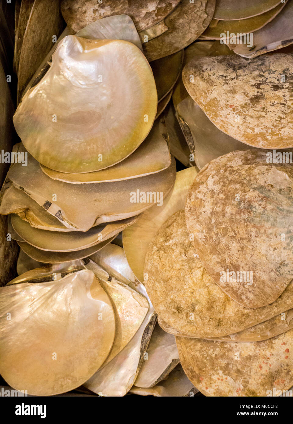 Same type of sea shells collected for decorative purposes Stock Photo ...
