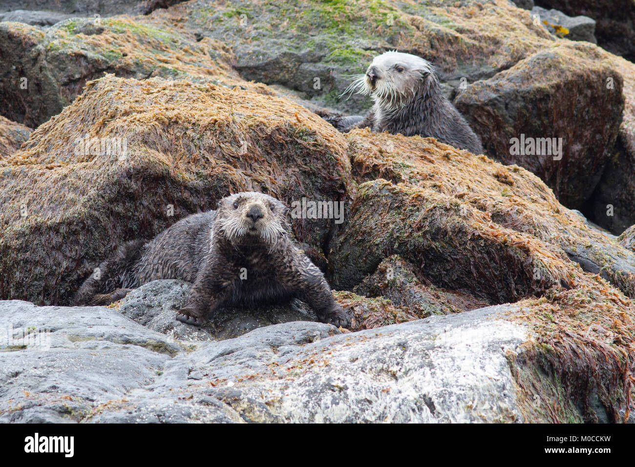 Otters on rocks hi-res stock photography and images - Alamy