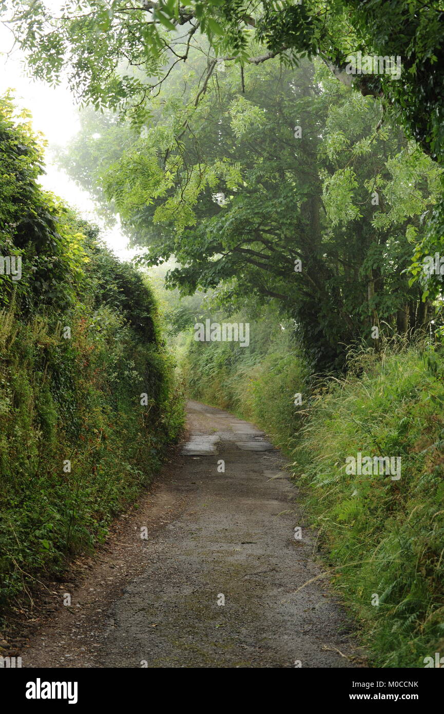 A leafy country lane in Devon Stock Photo - Alamy