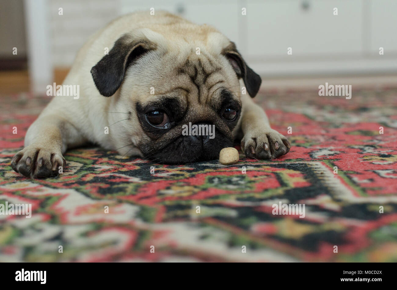Sad small dog breed pug laying on the carpet with dogs biscuit looking ...