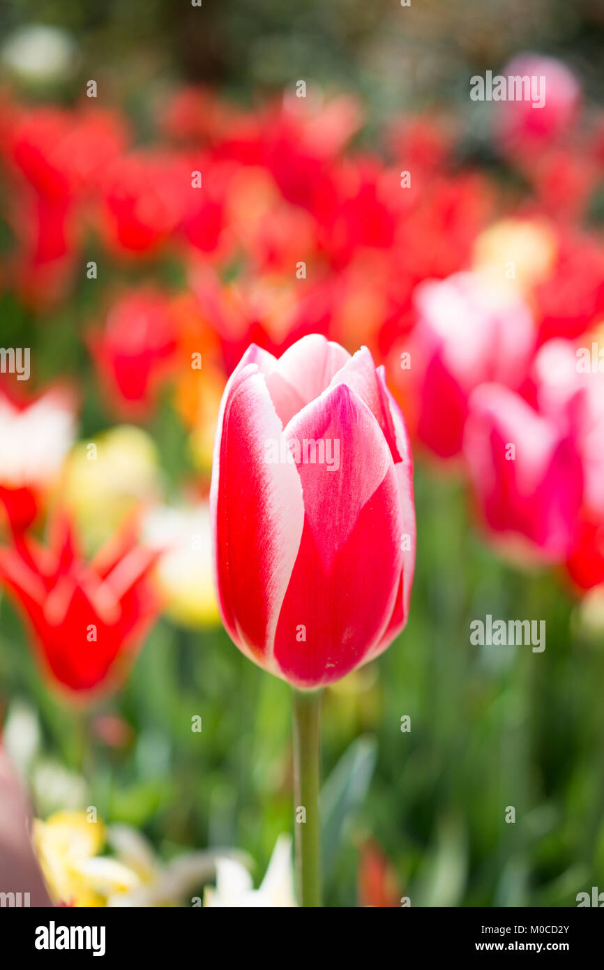 Various color tulip flowers bloom in spring the garden Stock Photo - Alamy