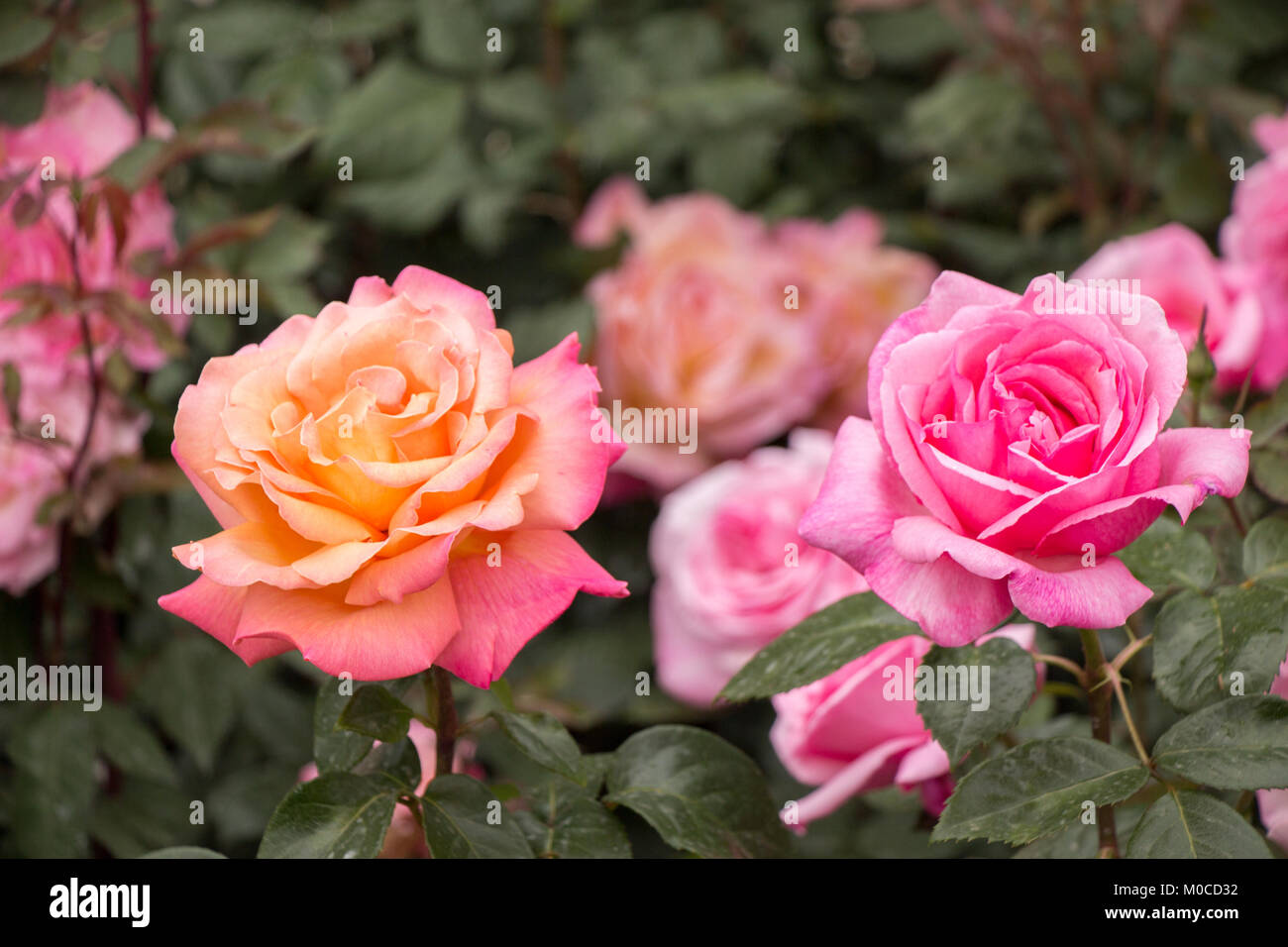 Blooming beautiful colorful roses in the garden background Stock Photo ...