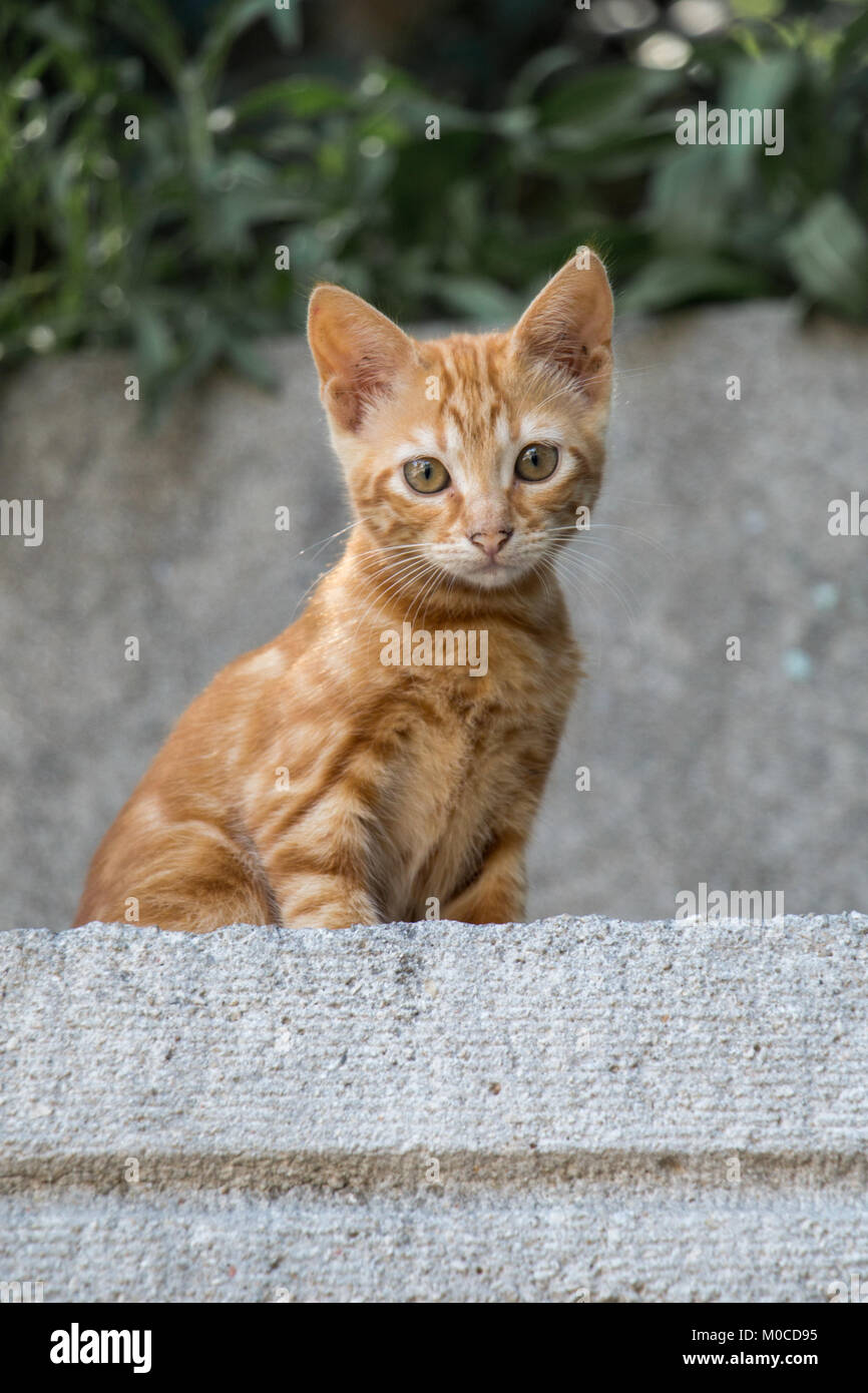 Stray cat seen in the street of the city Stock Photo - Alamy