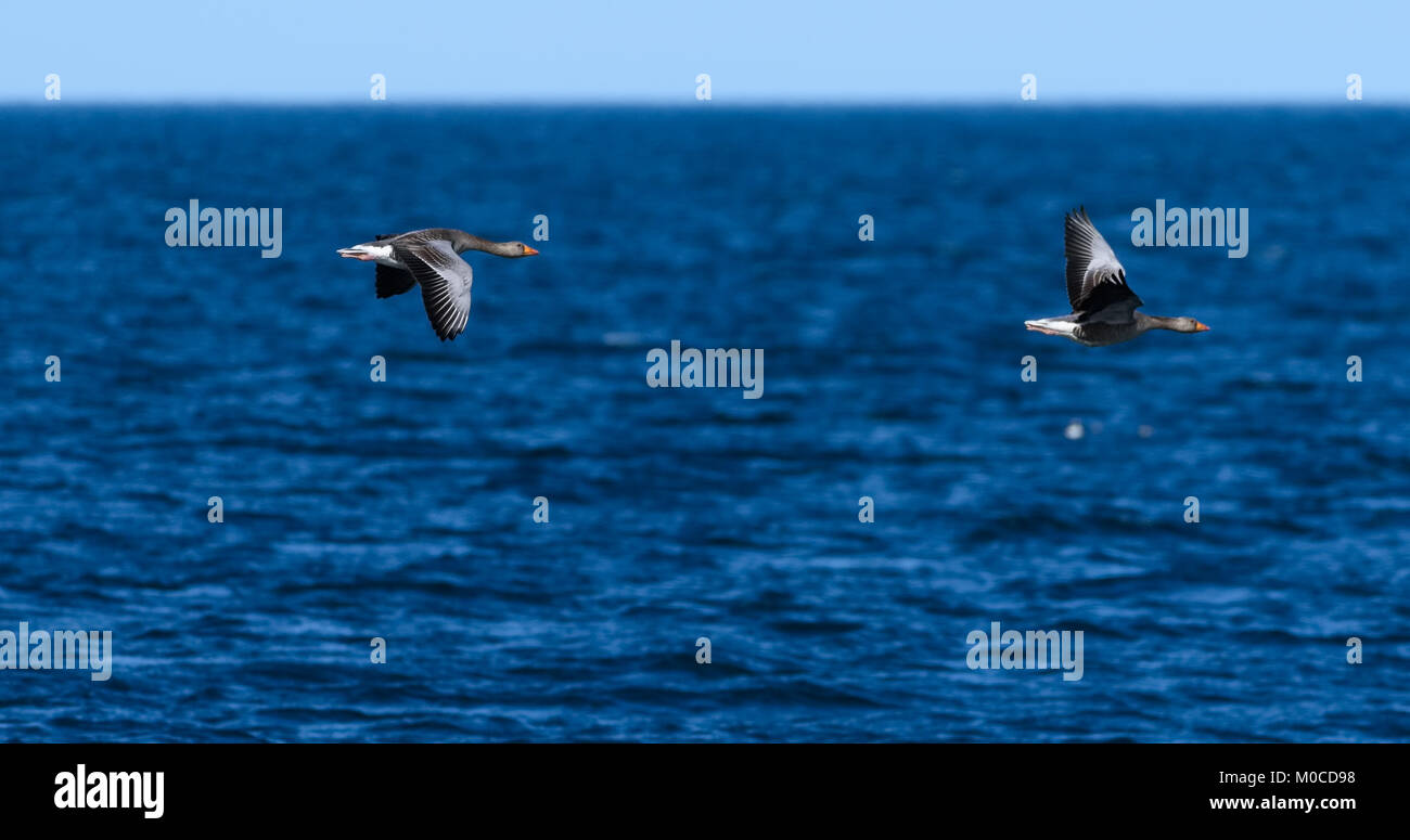 Two geese hi-res stock photography and images - Alamy