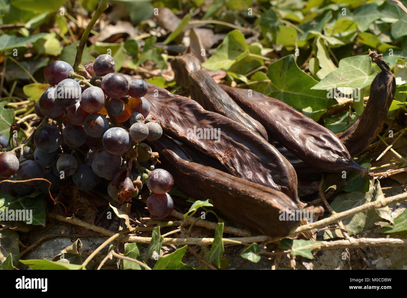 Raceme grape hi-res stock photography and images - Alamy
