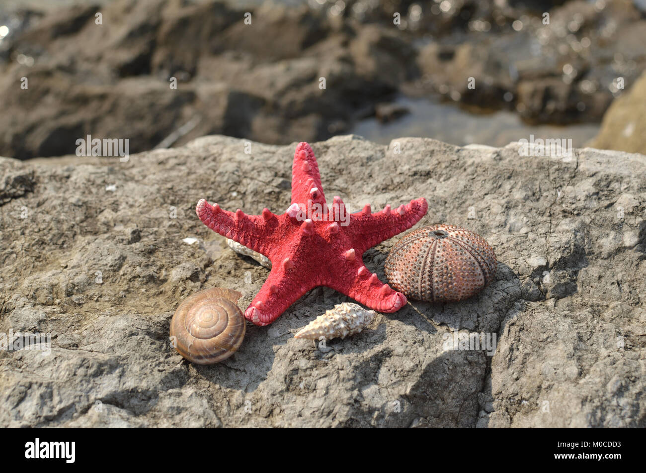 Winkle shell hi-res stock photography and images - Alamy