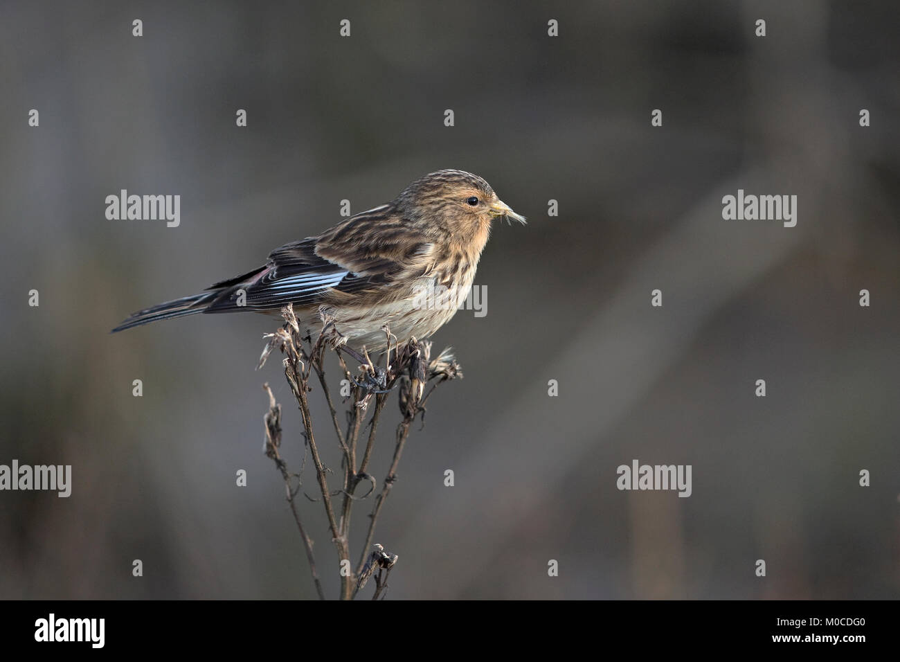 Twite norfolk hi-res stock photography and images - Alamy