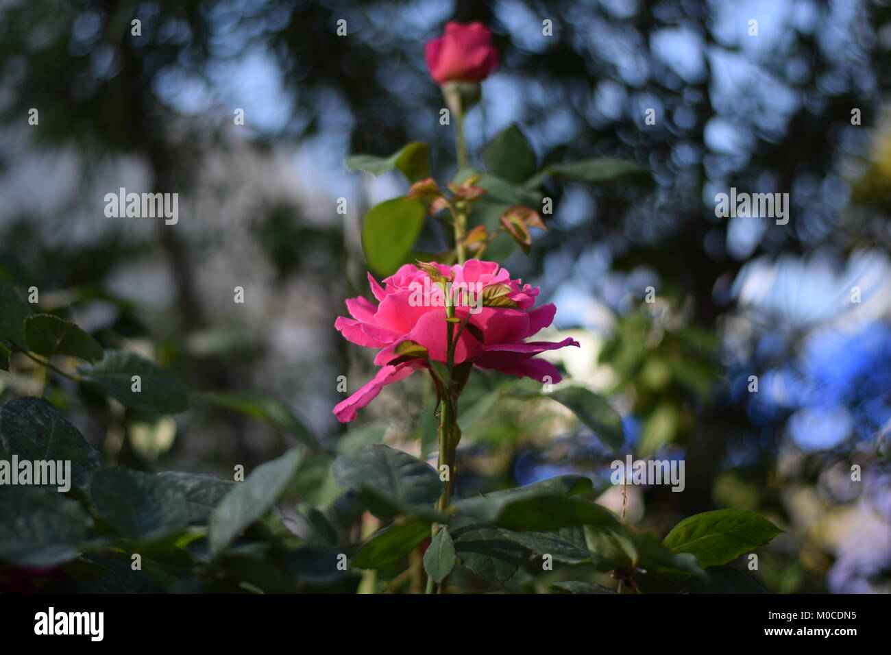 Two color roses hi-res stock photography and images - Alamy