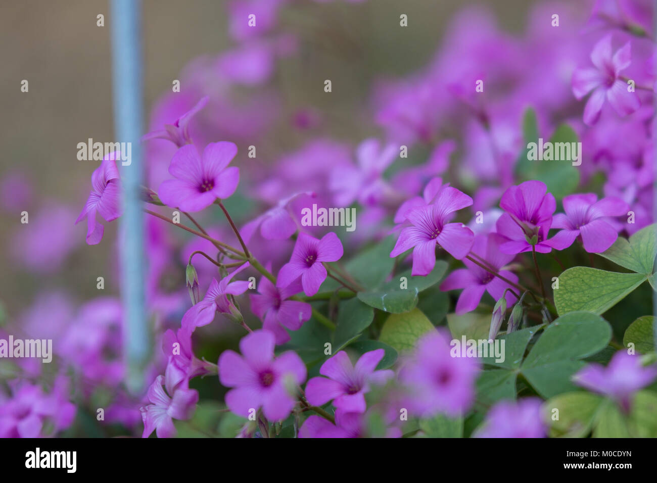 Beautiful Viola Flowers with Five Petals in a Garden Stock Photo - Alamy