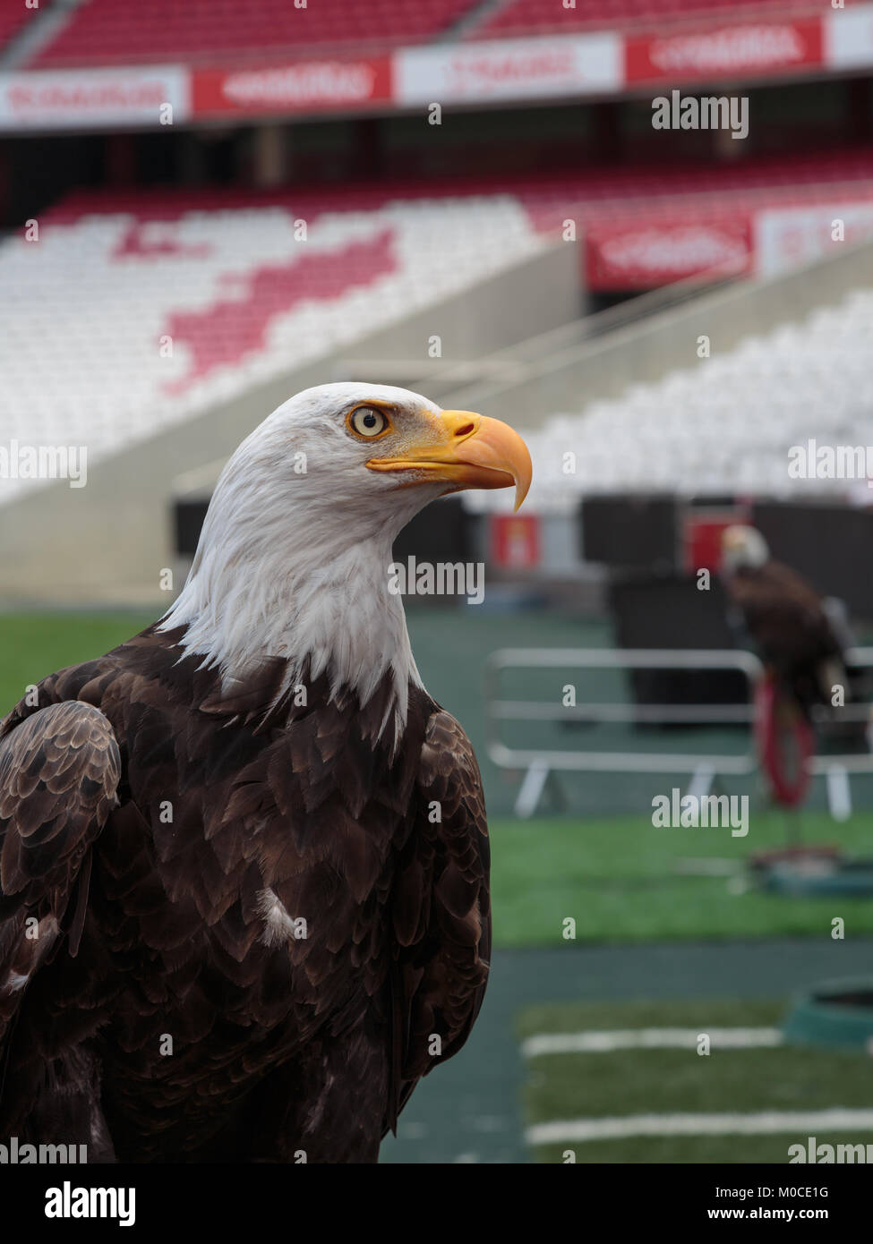 Portrait of an American Bald Eagle inside Soccer Stadium Stock Photo ...