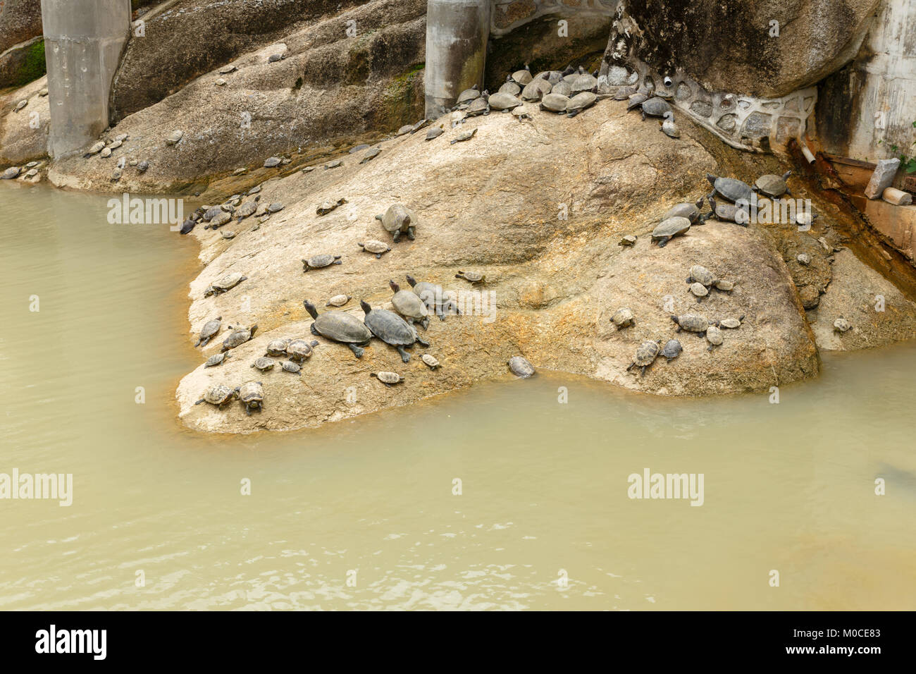 Resting tortoises hi-res stock photography and images - Alamy