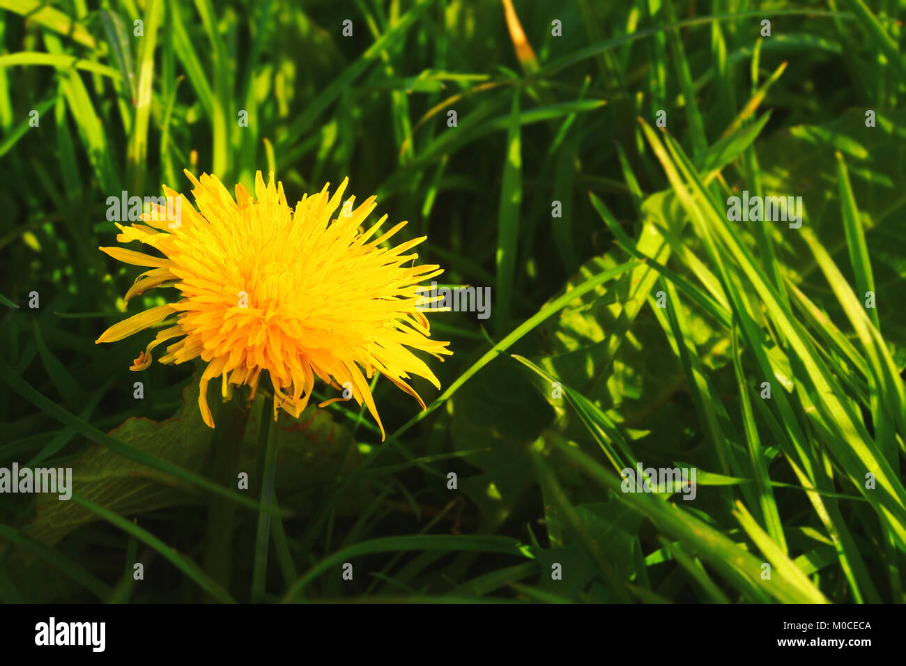 yellow dandelion, wild flower Stock Photo - Alamy