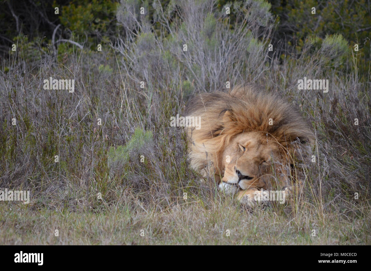 The lion sleeps tonight hi-res stock photography and images - Alamy
