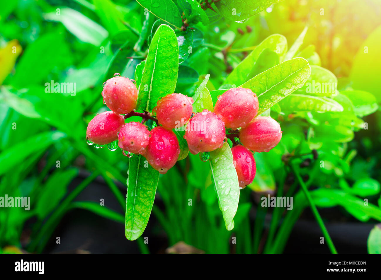 Carissa carandas or Bengal Currants is a species of flowering shrub in ...