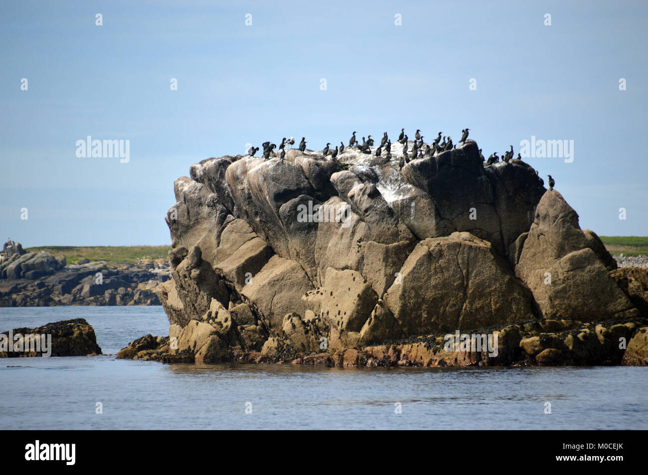 Cormorants on a Rock in Smith South St Agnes, Isles of Scilly, England ...