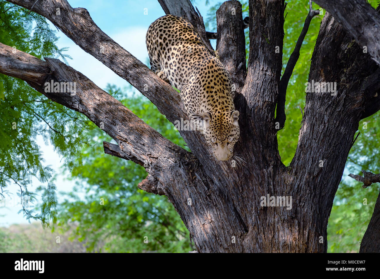 from a tree climbing leopard Stock Photo - Alamy