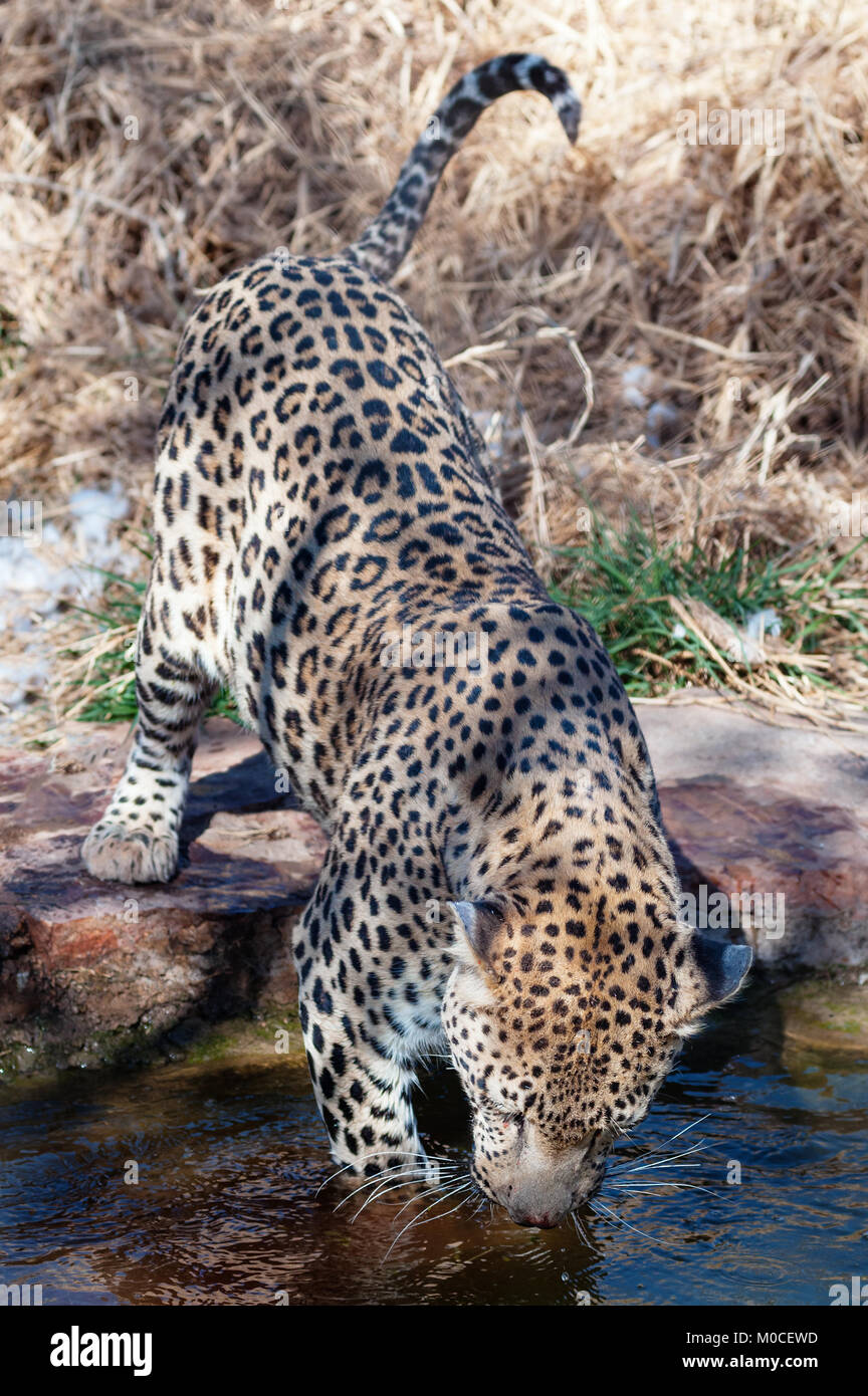 Leopard fishes in a watering hole for a piece of meat Stock Photo - Alamy