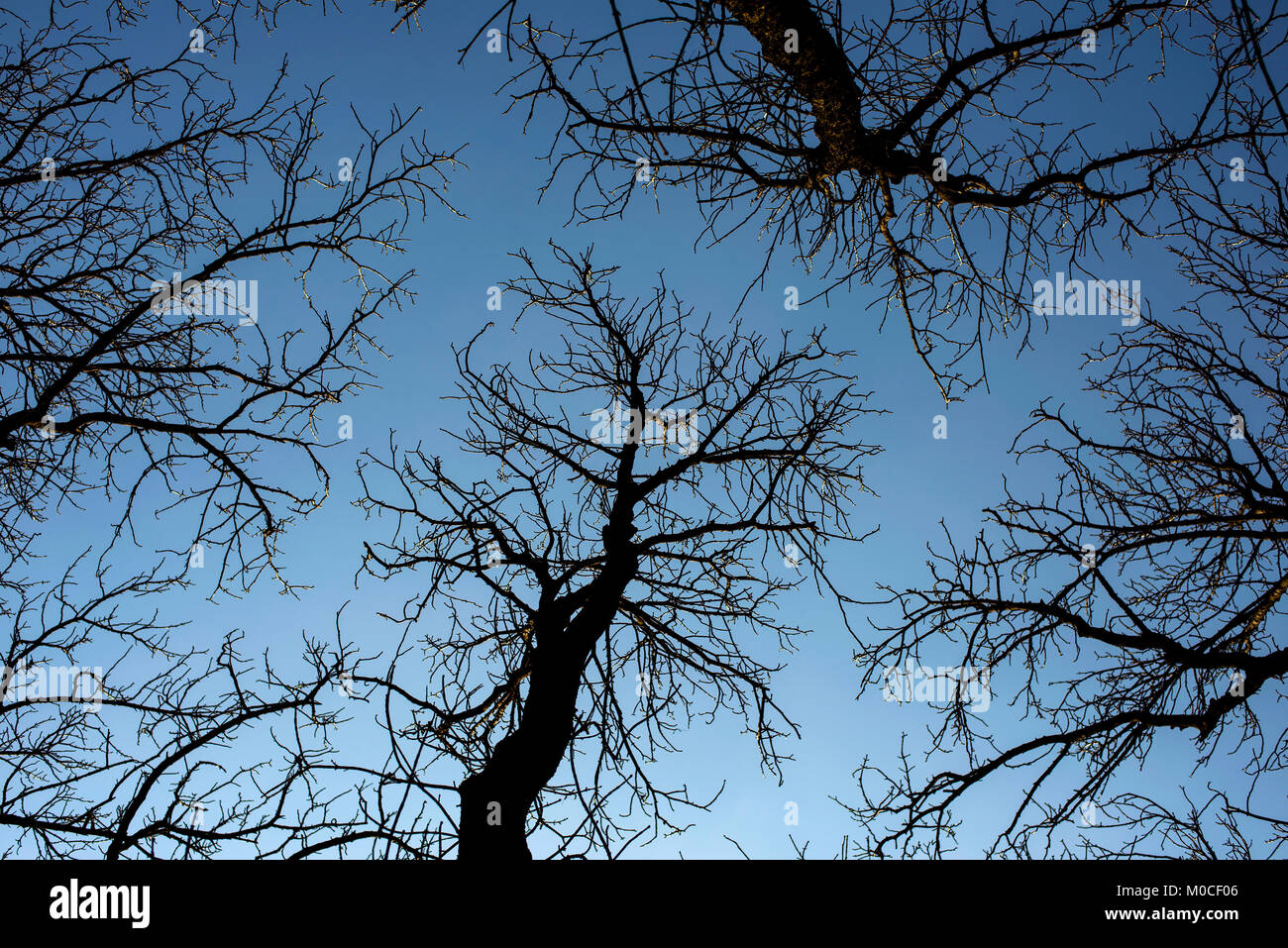 Branches of several high trees Stock Photo - Alamy
