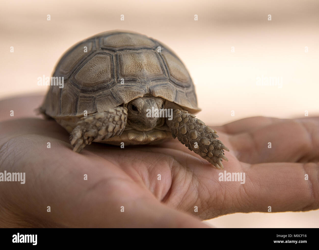 Handful of Baby Tortoise Stock Photo - Alamy