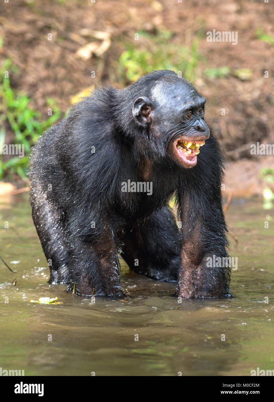 Chimp smiling hi-res stock photography and images - Alamy
