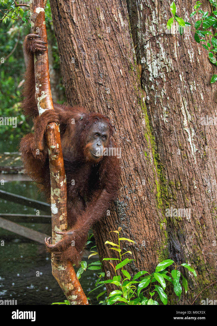 Bornean orangutan on the tree under rain in the wild nature. Central ...