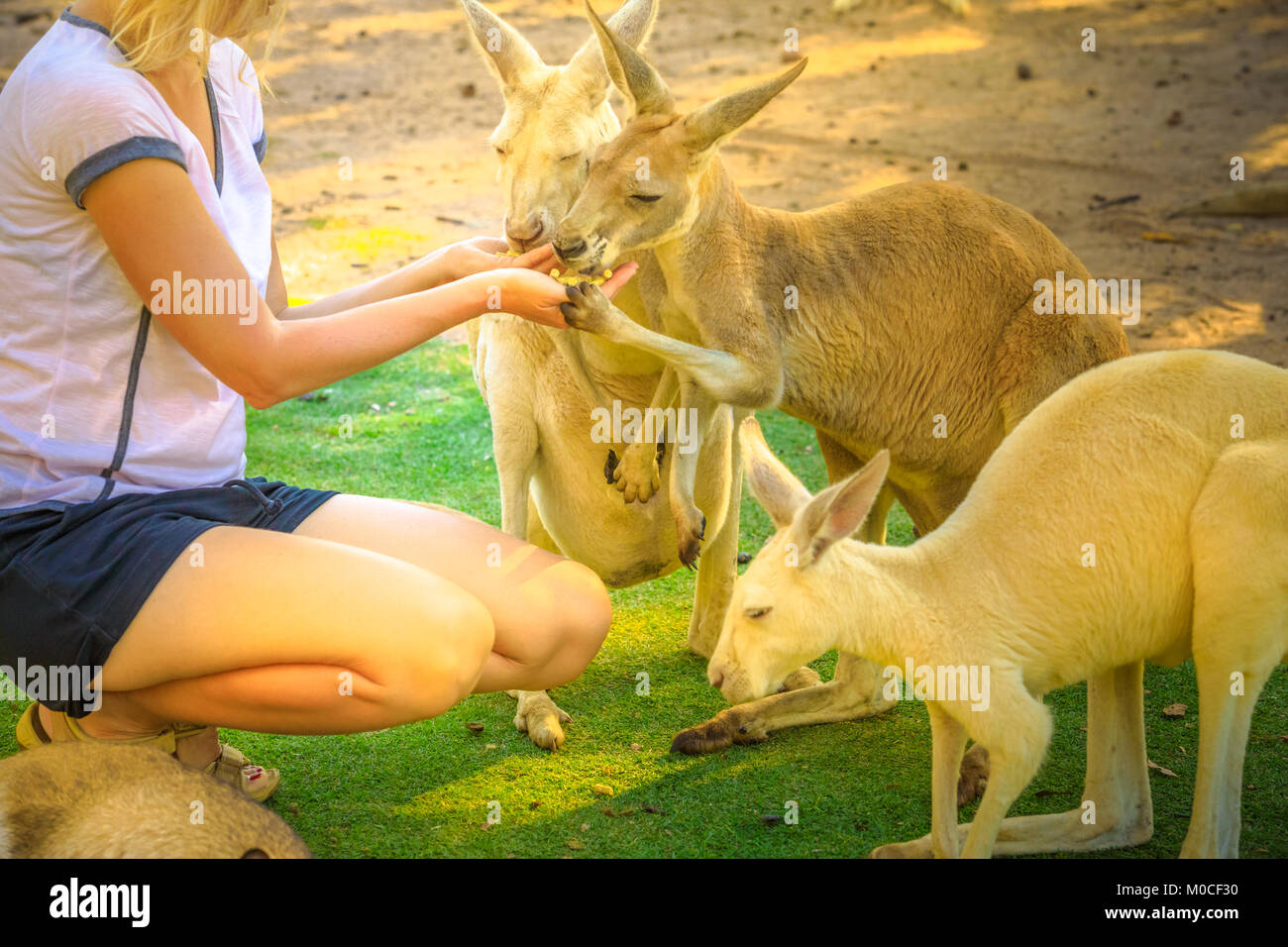 Two kangaroos eating Stock Photo - Alamy