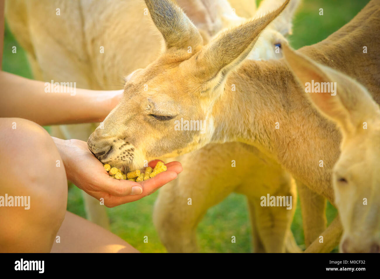 kangaroo eating from hand Stock Photo - Alamy