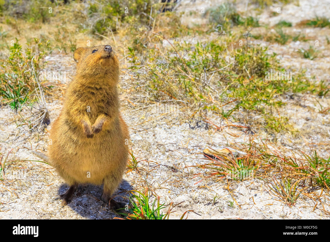Quokka Rottnest Island Stock Photo - Alamy