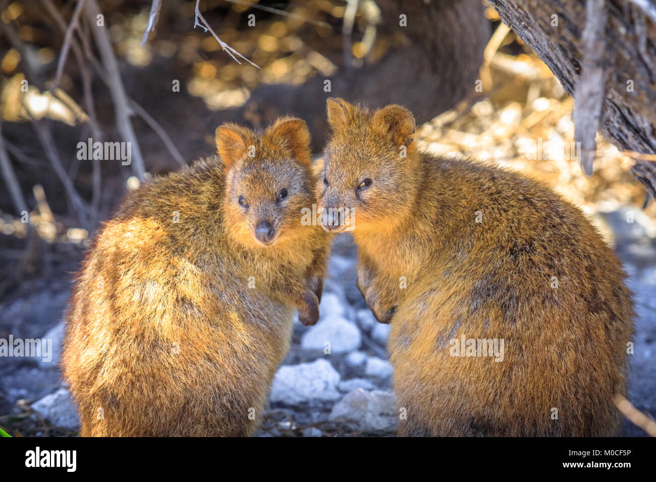 Quokka Rottnest Island Stock Photo - Alamy