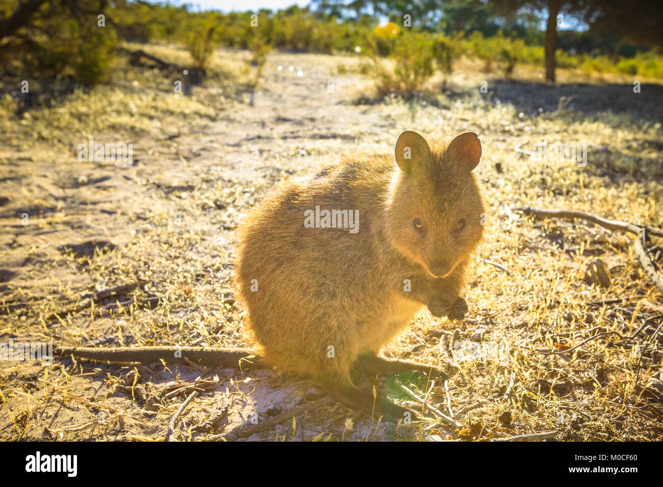 Quokka Rottnest Island Stock Photo - Alamy