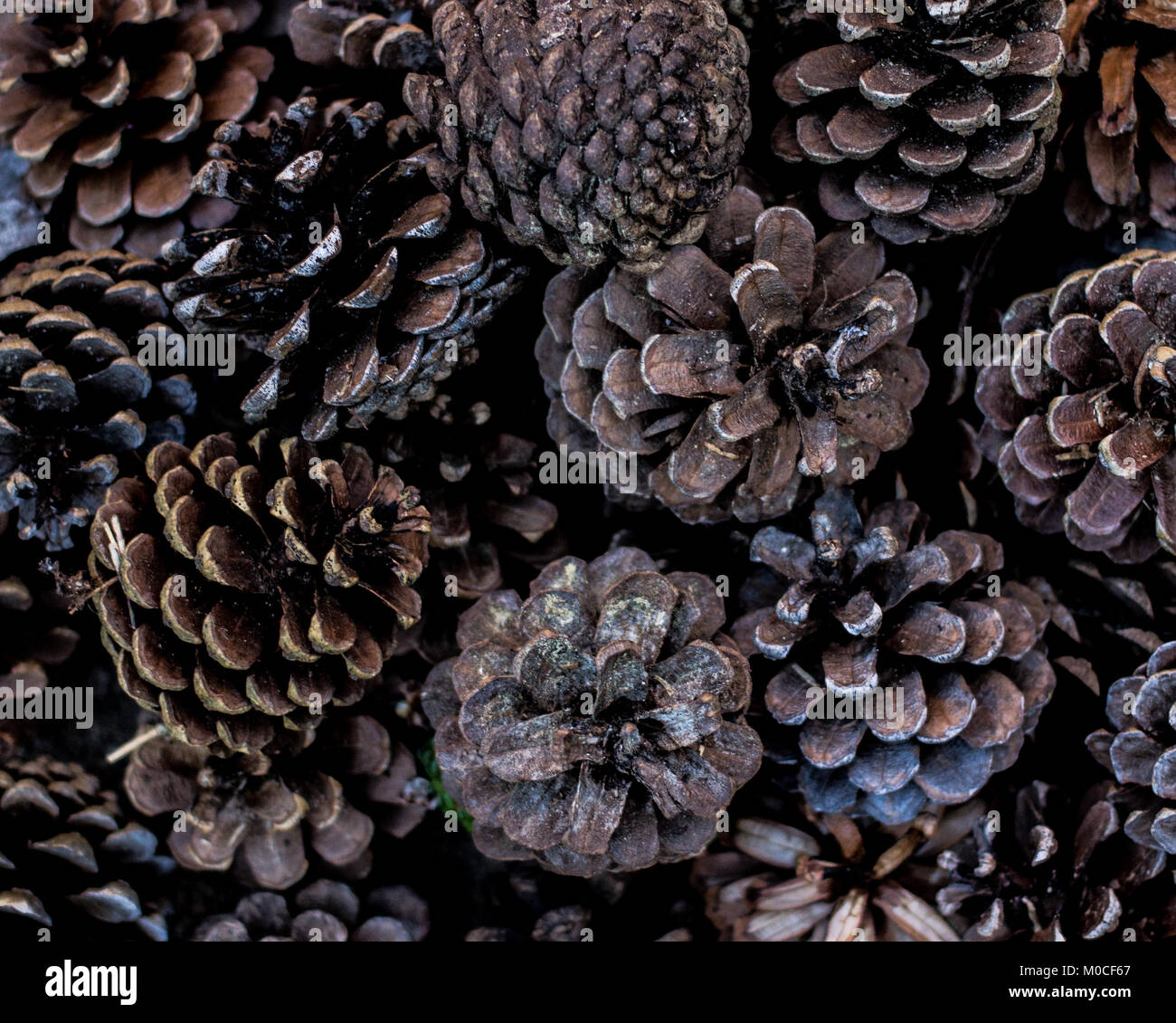 Pile pine cones hi-res stock photography and images - Alamy