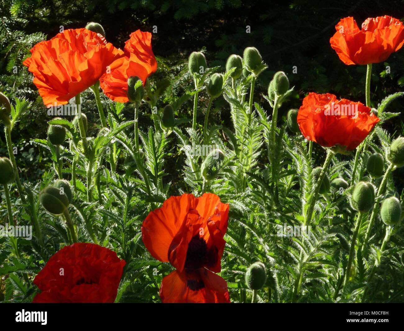 Stunning ornamental orange poppies bloom in spring and early summer ...
