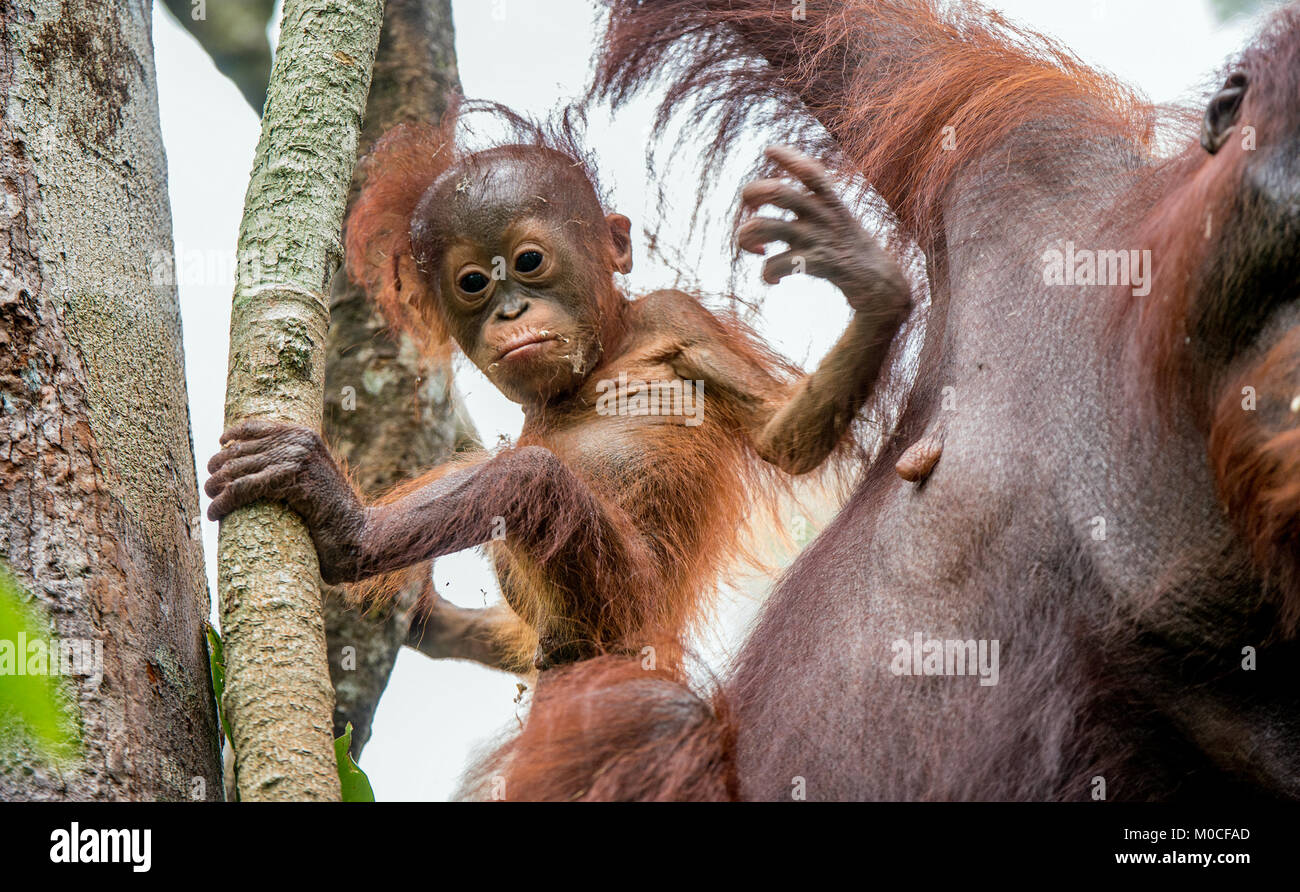 Baby orangutan (Pongo pygmaeus) in the wild nature. Natural habitat in ...