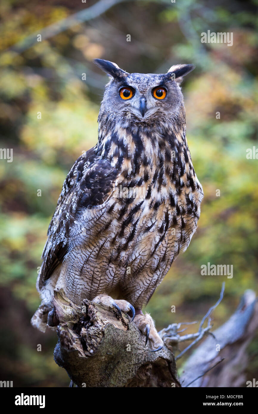 Eurasian eagle-owl or European eagle-owl in natural habitat Stock Photo ...