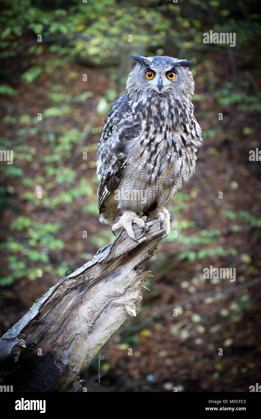 Owl in its habitat hi-res stock photography and images - Alamy
