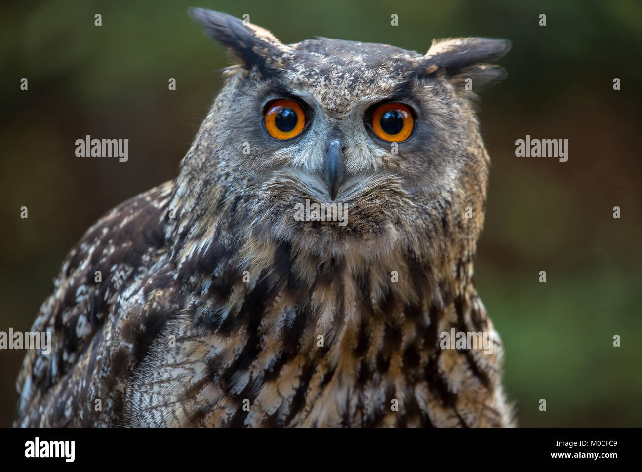 Eurasian eagle-owl or European eagle-owl in natural habitat Stock Photo ...