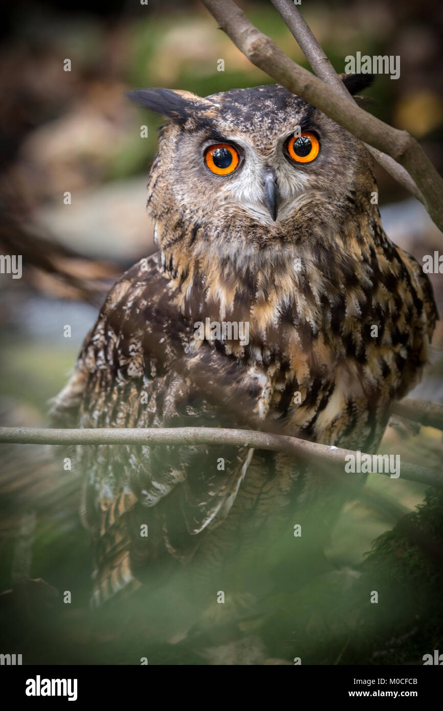 Eurasian eagle-owl or European eagle-owl in natural habitat Stock Photo ...