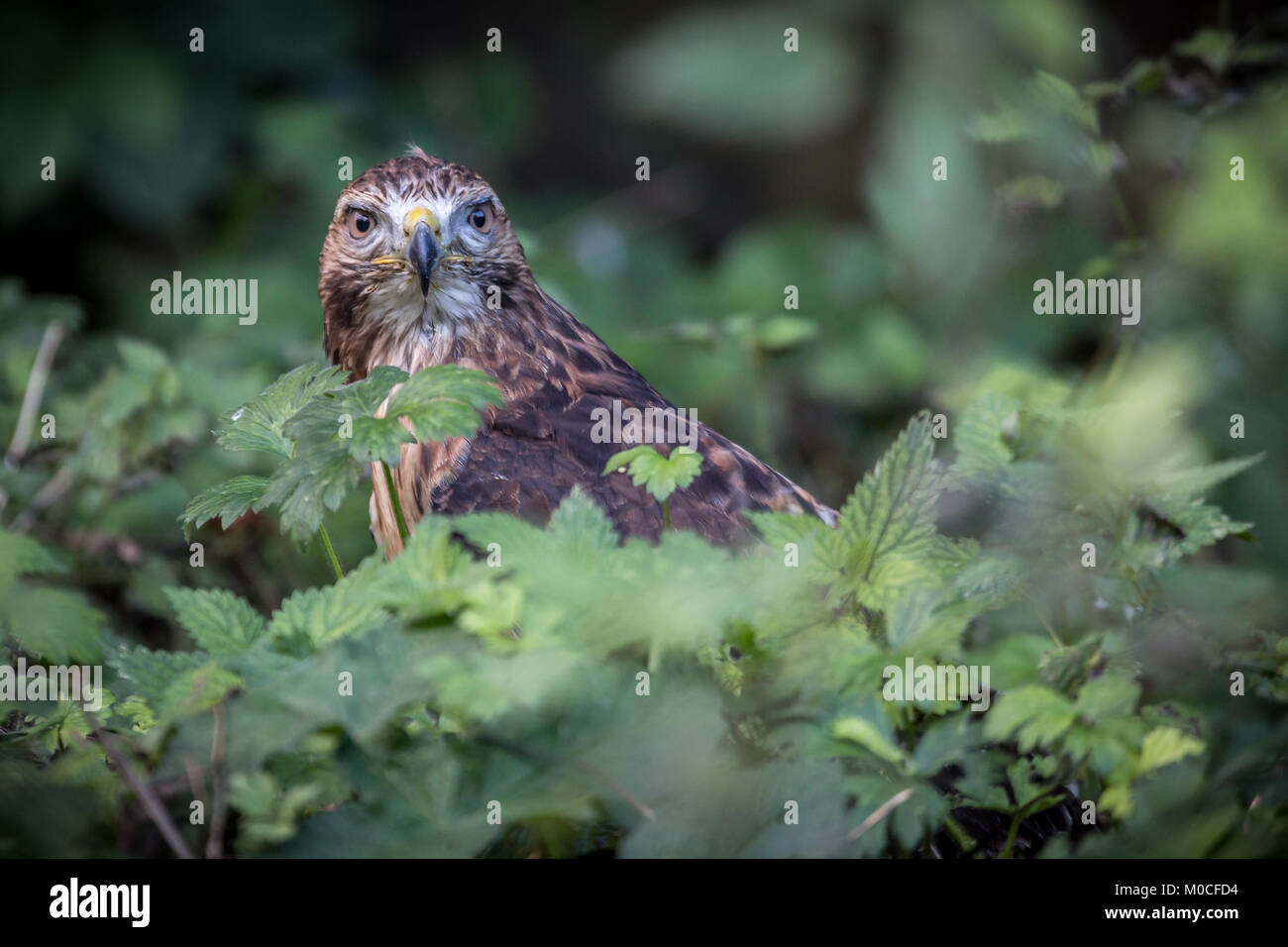 Red Tail Hawk sat in tree Stock Photo - Alamy