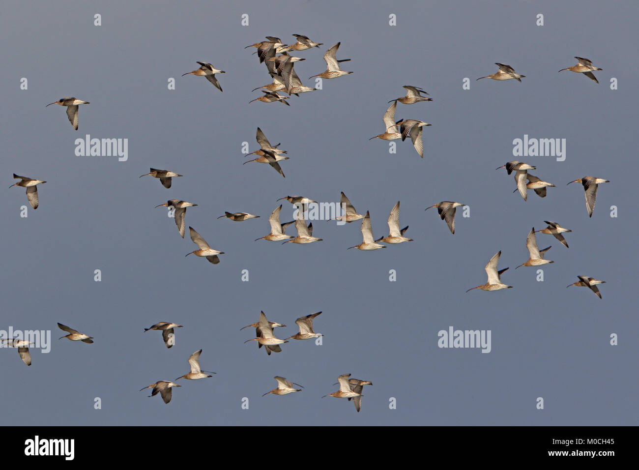 Curlew uk in flight hi-res stock photography and images - Alamy