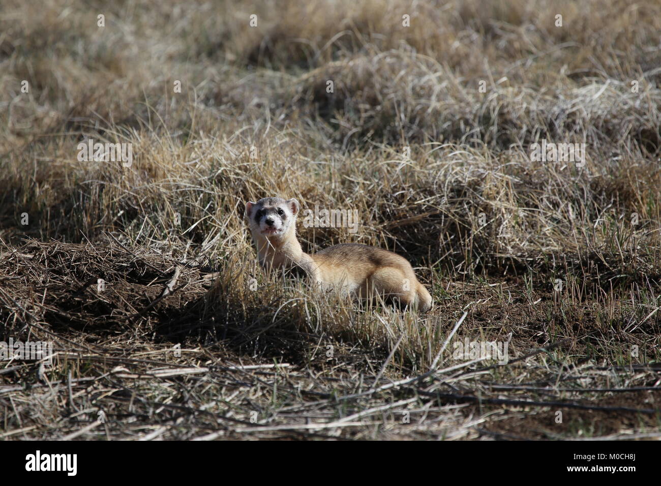 Black footed ferret endangered species Stock Photo - Alamy