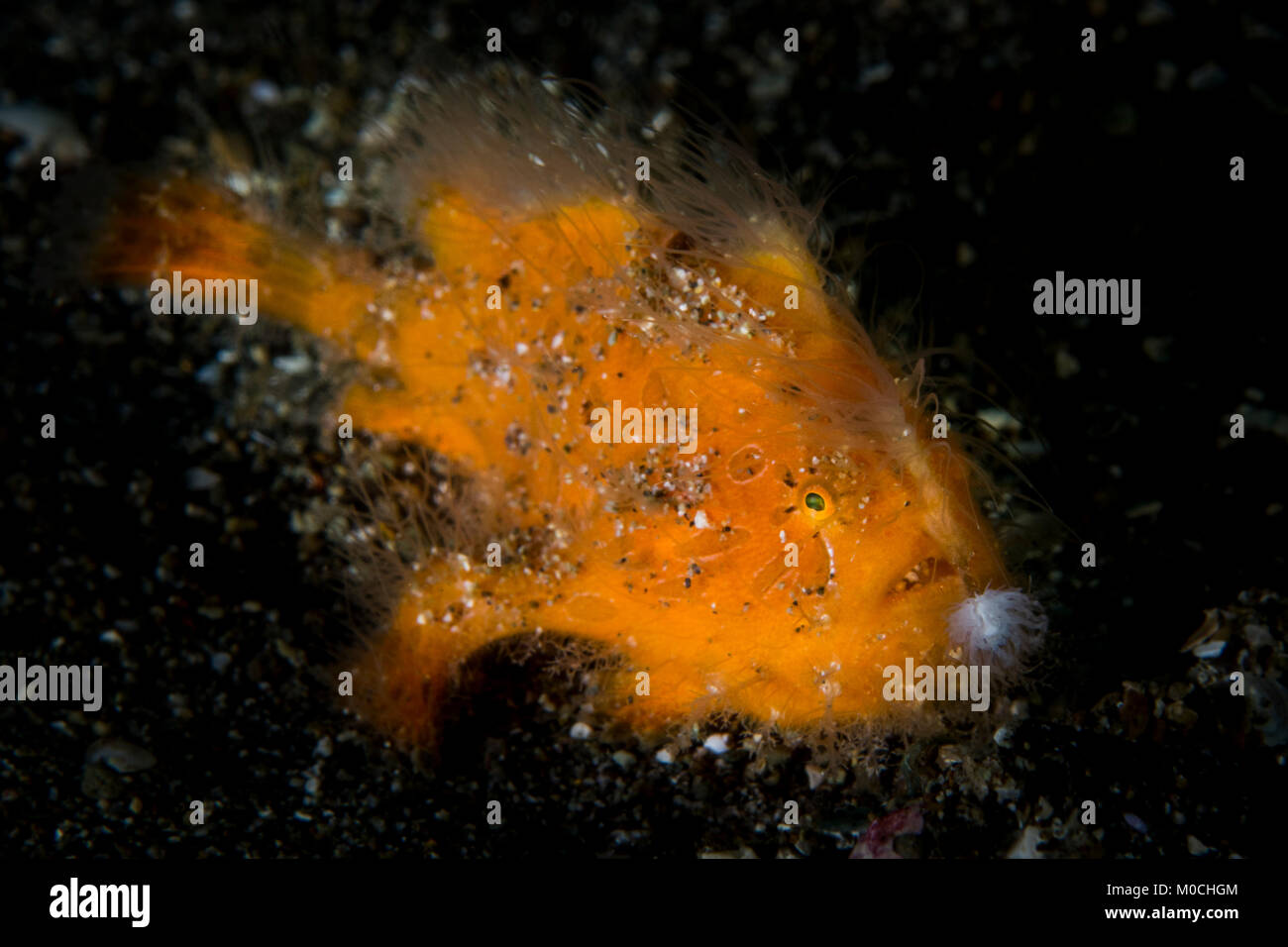 underwater, Anilao; philippines, frog fish, hairy frog fish Stock Photo ...
