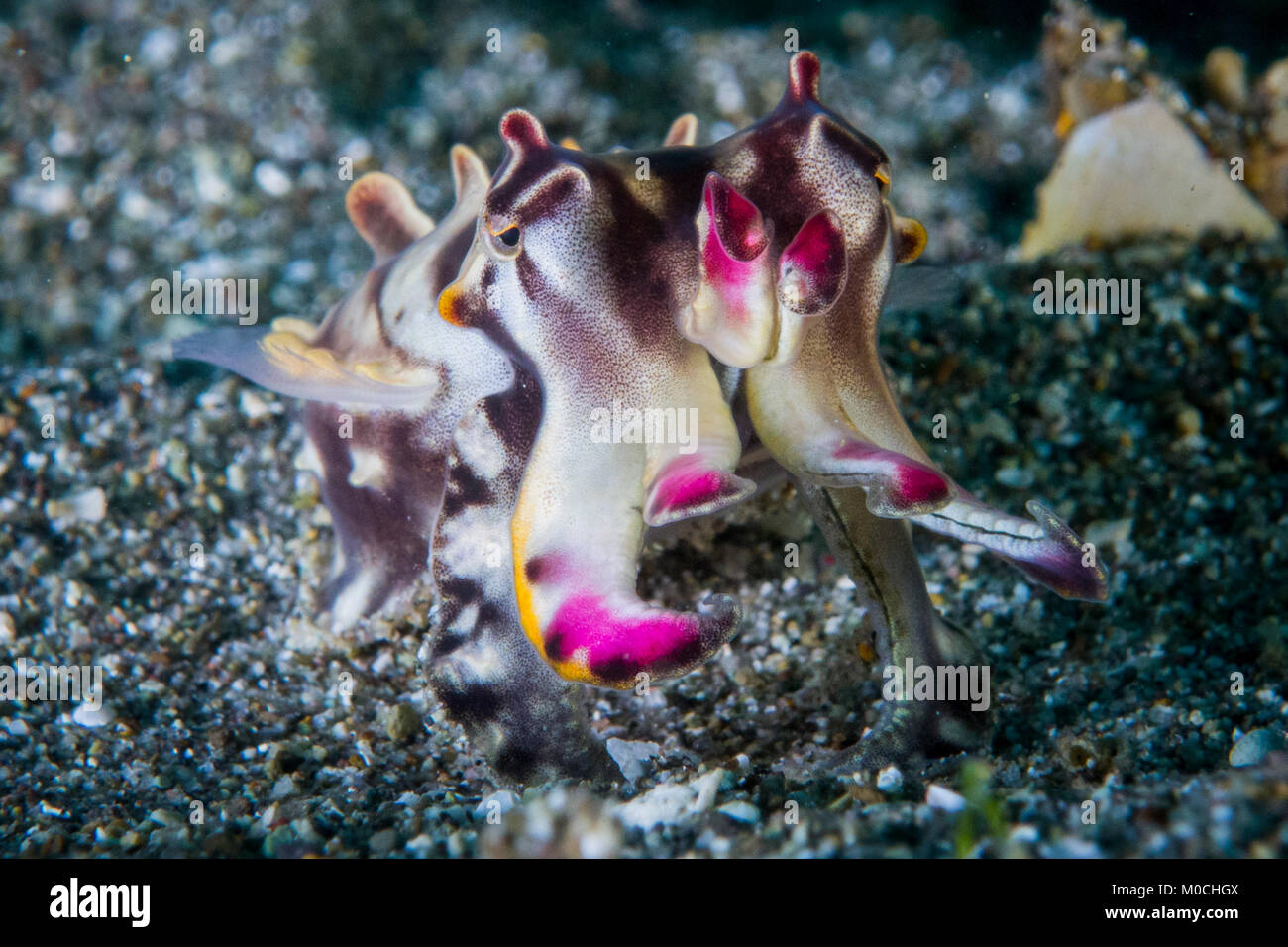 Underwater Anilao Philippines, flamboyant cuttlefish Stock Photo - Alamy