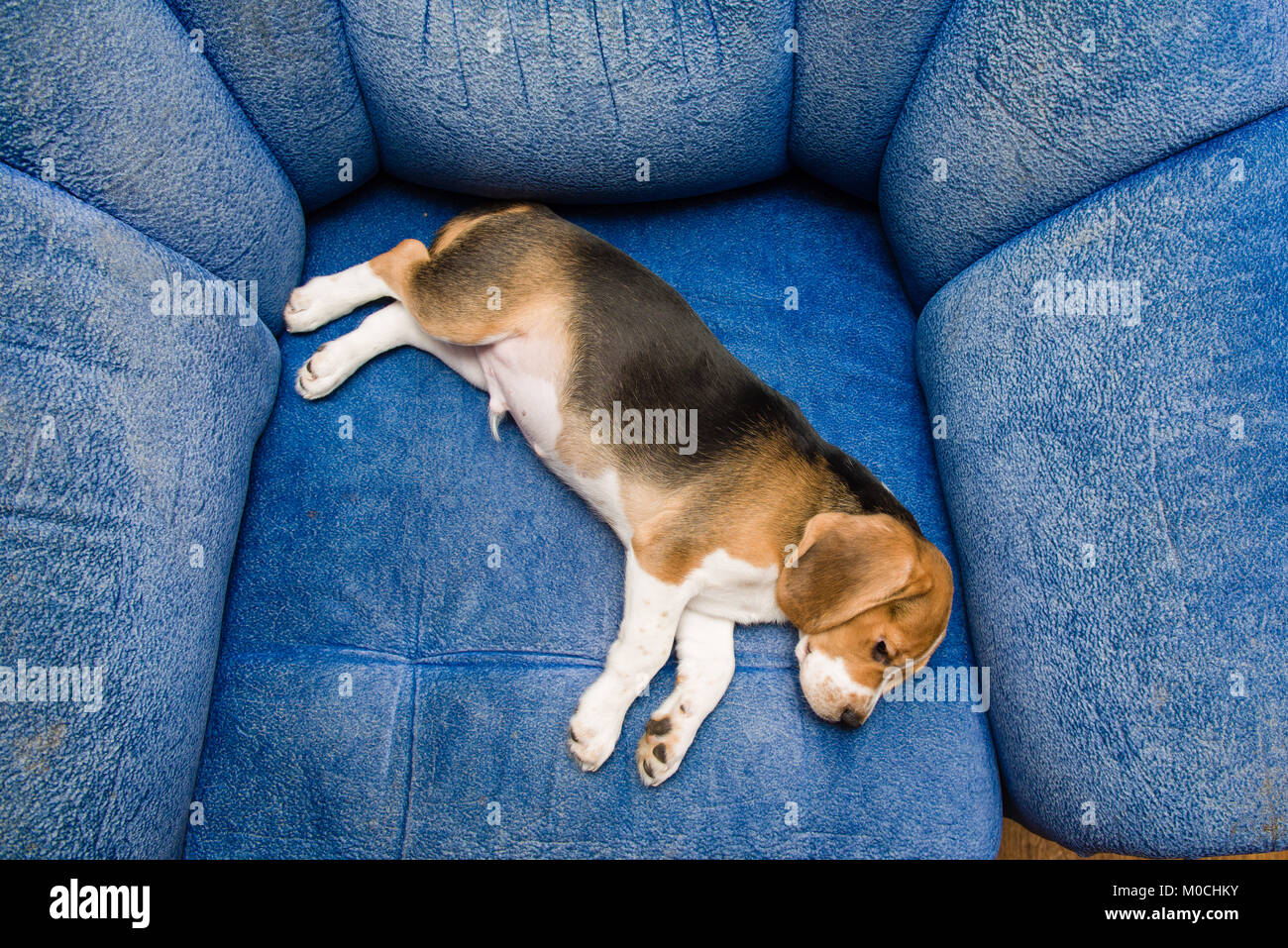 Sick and tired beagle laying in the blue sofa, view from up Stock Photo ...