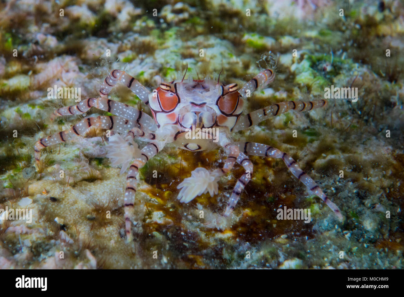 Underwater photography Anilao Philippines, boxer crab Stock Photo - Alamy