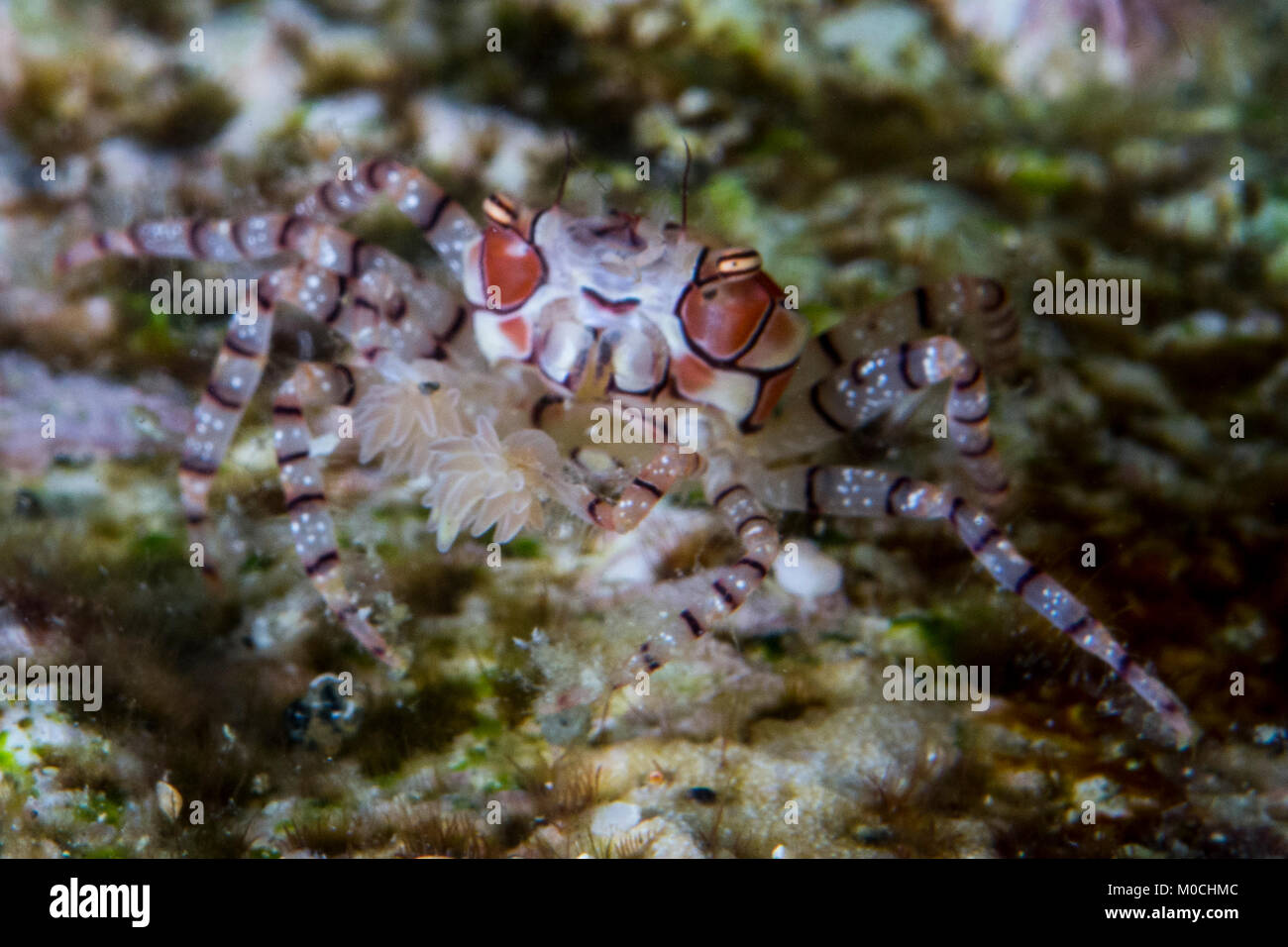 Underwater photography Anilao Philippines, boxer crab Stock Photo - Alamy