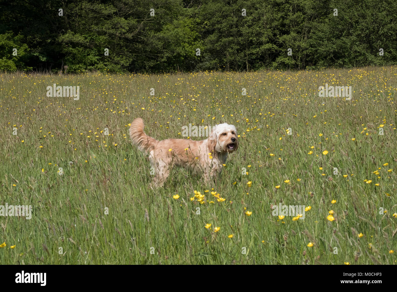 Lola the Cockapoo enjoys the sun in a Rivington buttercup field of ...