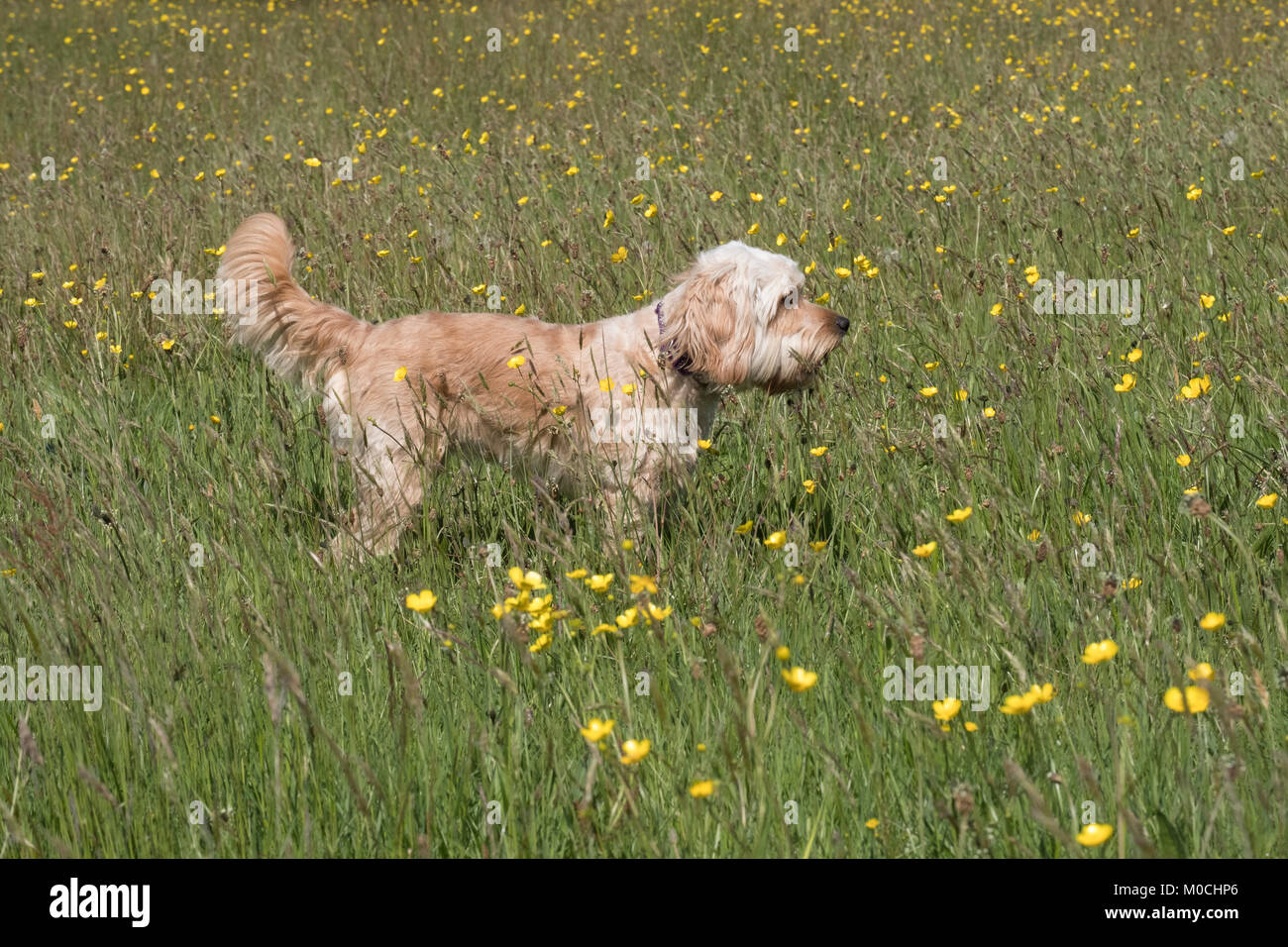 Cockapoo in yellow field hi-res stock photography and images - Alamy