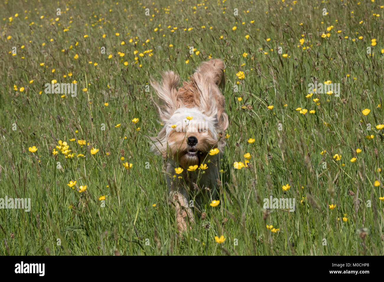 Lola the Cockapoo running straight towards camera in a Rivington ...