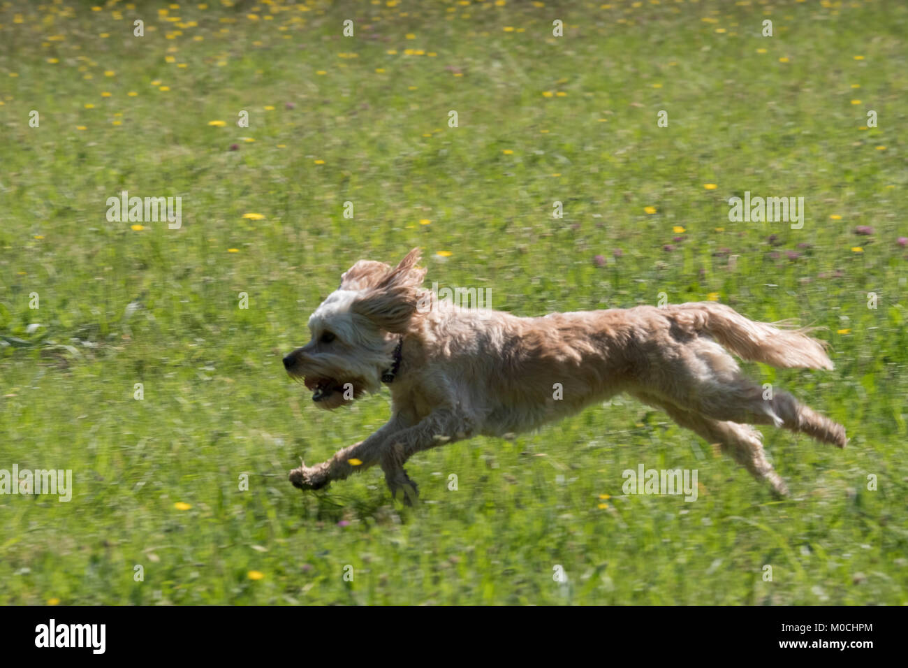 Lola the Cockapoo running across the camera in a Rivington buttercup ...